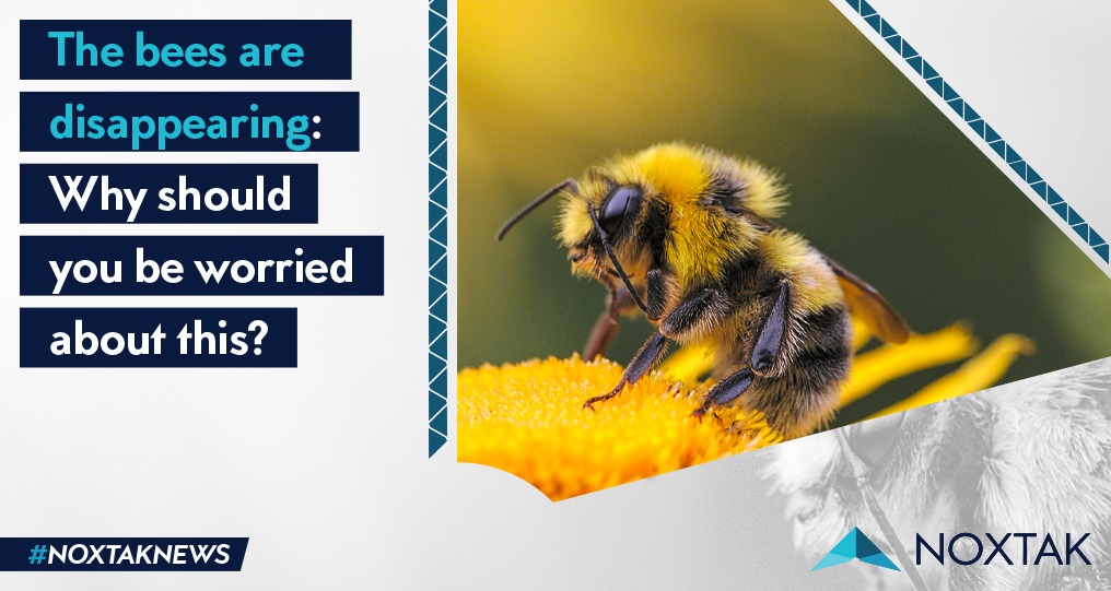 The bees are disappearing: Why should you be worried about this ...